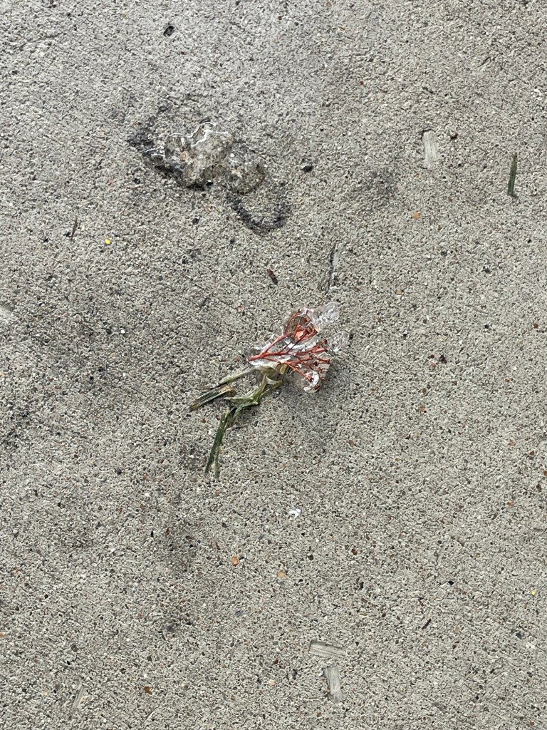 Warmth – Ralph with Coffee