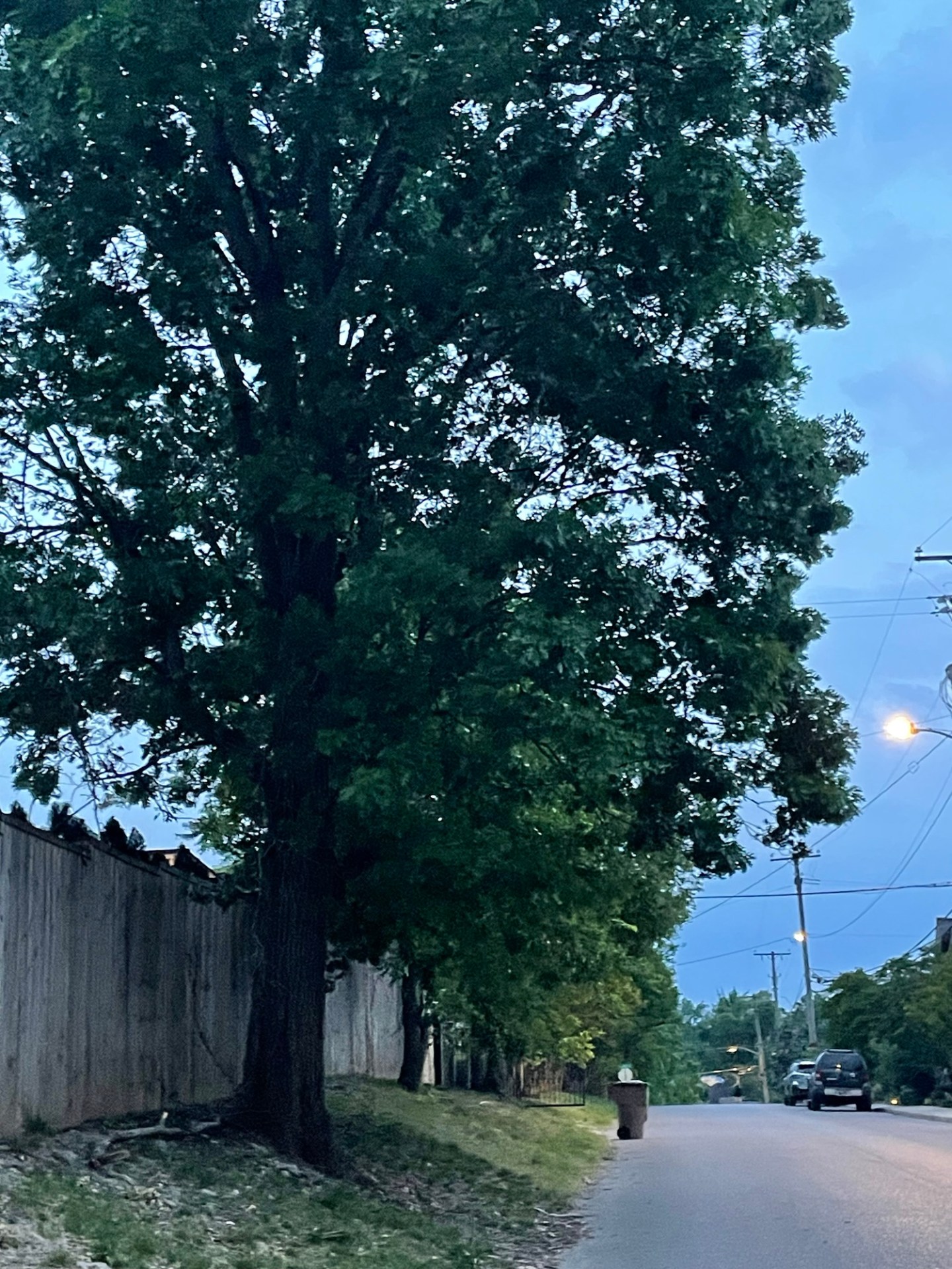 Dusk – Ralph with Coffee